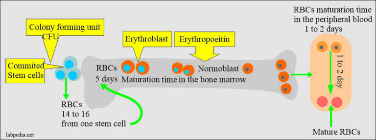 Red Blood Cell (RBC):- Part 1 – Erythropoiesis (RBC detailed discussion ...
