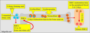 Red blood cell- part-1-Erythropoeisis, RBC counting procedure