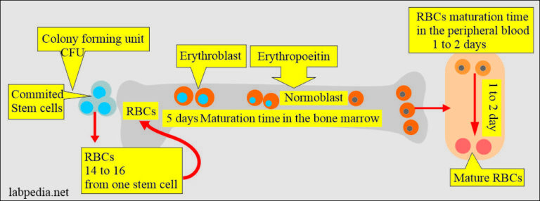 Red blood cell- part-1-Erythropoeisis, RBC counting procedure