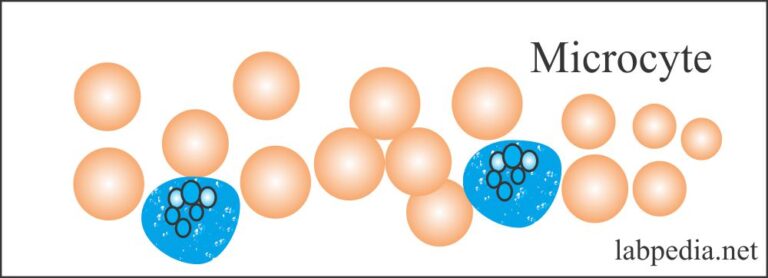 complete blood count, red blood cell morphology