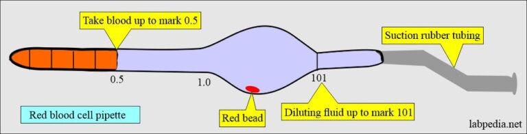 Red blood cell- part-1-Erythropoeisis, RBC counting procedure