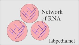 Red blood cell- part-1-Erythropoeisis, RBC counting procedure