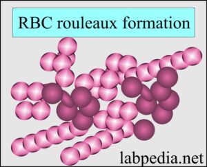 Red Blood Cell (RBC):- Part 2 - Normal Peripheral blood smear, and RBC ...