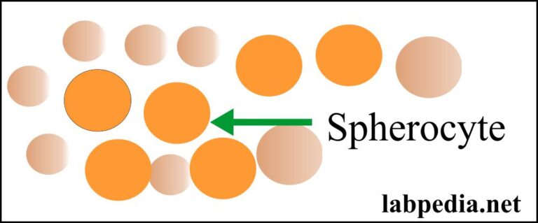 Red Blood Cell (RBC):- Part 2 - Normal Peripheral blood smear, and RBC ...