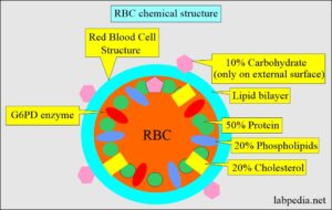 Red blood cell- part-1-Erythropoeisis, RBC counting procedure