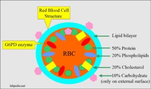 complete blood count, red blood cell morphology