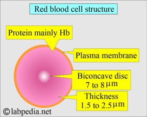 complete blood count, red blood cell morphology