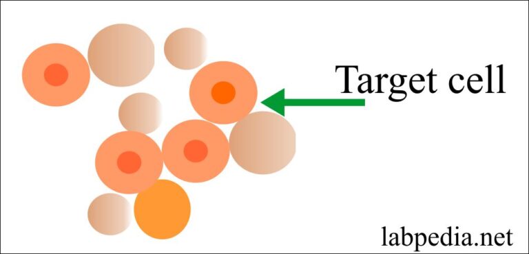 Red Blood Cell (RBC):- Part 2 - Normal Peripheral blood smear, and RBC ...