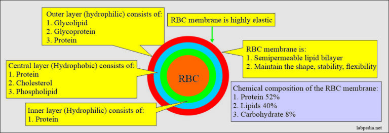 Red blood cell- part-1-Erythropoeisis, RBC counting procedure
