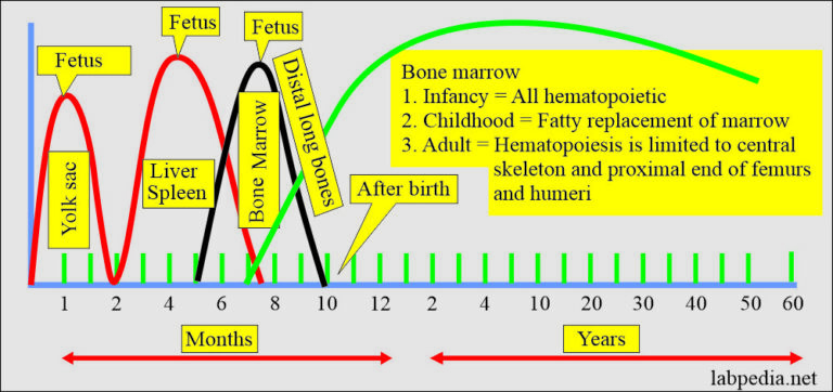 Red blood cell- part-1-Erythropoeisis, RBC counting procedure