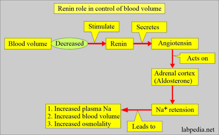 Plasma Renin-Angiotensin System - Labpedia.net