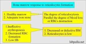 Reticulocyte count (retic count) and interpretations