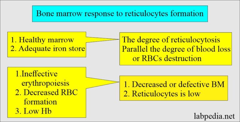 Reticulocyte count (retic count) and interpretations Reticulocyte count (retic count) and interpretations