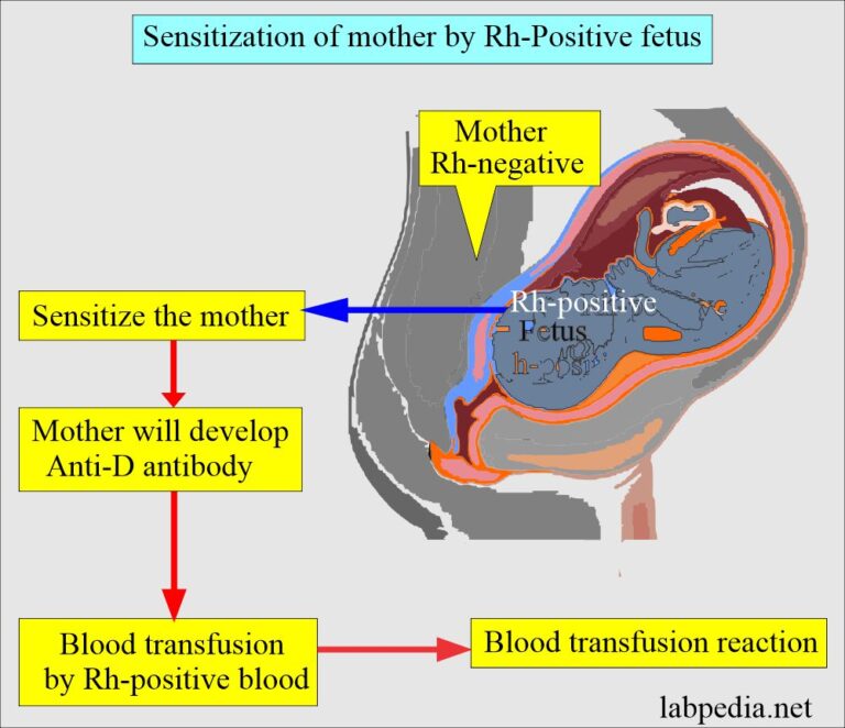 Blood banking:- part 1- Blood Groups ABO and Rh System, Blood Grouping ...
