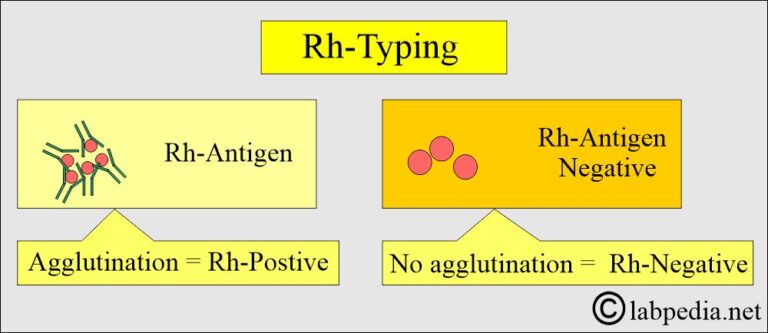 Blood banking:- part 1- Blood Groups ABO and Rh System, Blood Grouping ...