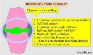 Rheumatoid Factor (RF), Rheumatoid Arthritis (RA factor) - Labpedia.net