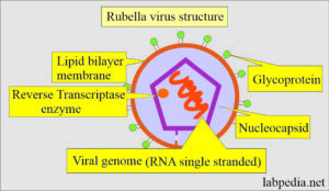 Rubella infection (German Measles), Rubella Antibody Tests - Labpedia.net