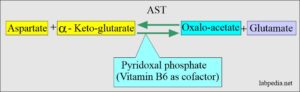 SGOT (Aspartate aminotransferase, AST, Glutamic oxaloacetic ...