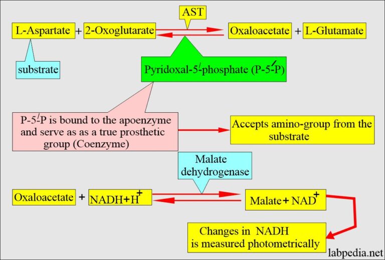SGOT (Aspartate aminotransferase), AST, Glutamic oxaloacetic ...
