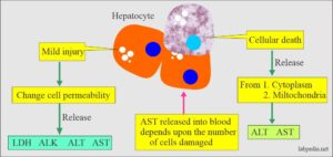 SGOT (Aspartate aminotransferase), AST, Glutamic oxaloacetic ...