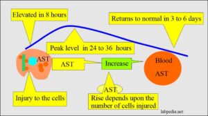 SGOT (Aspartate aminotransferase, AST, Glutamic oxaloacetic ...