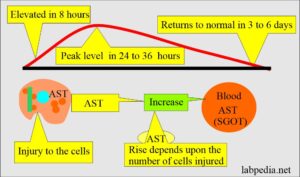 SGOT (Aspartate aminotransferase), AST, Glutamic oxaloacetic ...