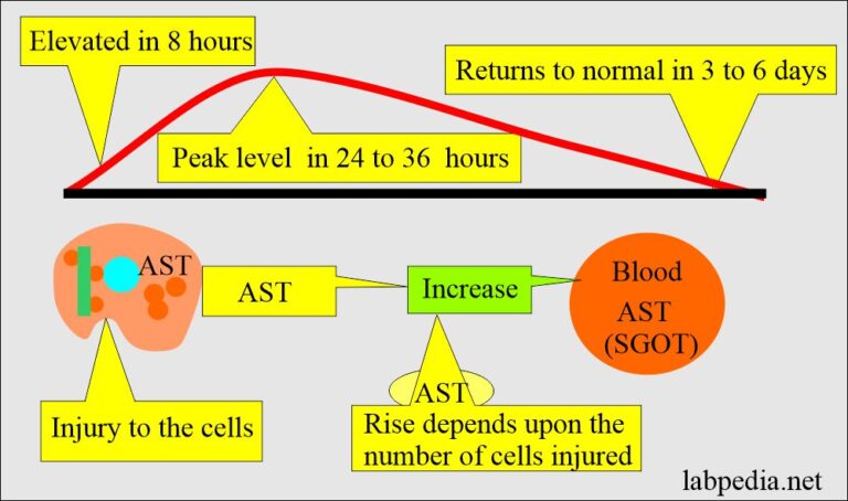 SGOT (Aspartate aminotransferase), AST, Glutamic oxaloacetic Transaminase) - Labpedia.net