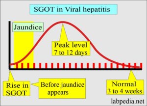 SGOT (Aspartate aminotransferase), AST, Glutamic oxaloacetic ...