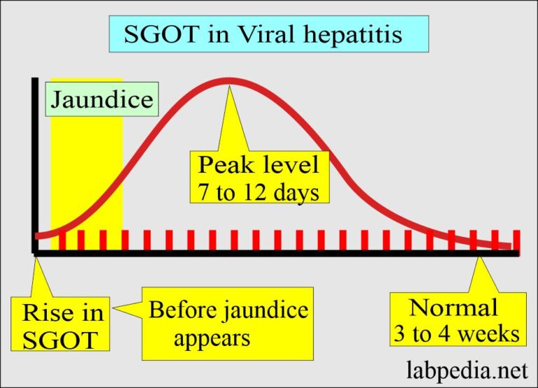 SGOT (Aspartate aminotransferase), AST, Glutamic oxaloacetic ...