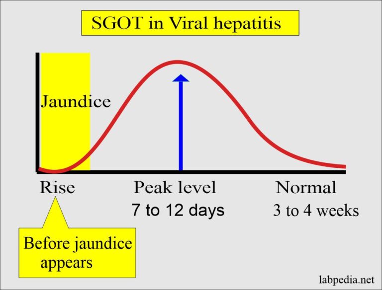 SGOT (Aspartate aminotransferase, AST, Glutamic oxaloacetic ...