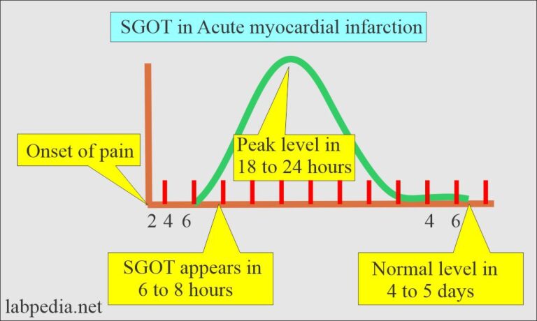 SGOT (Aspartate aminotransferase), AST, Glutamic oxaloacetic ...