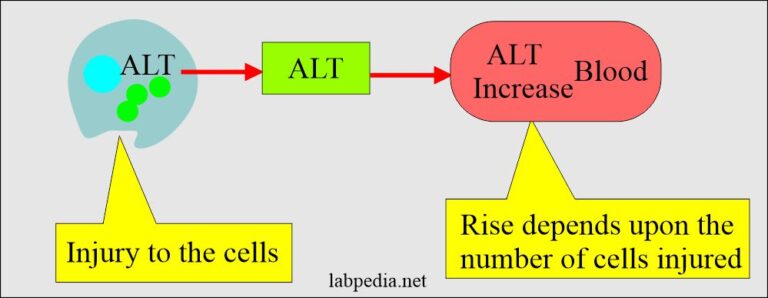 SGPT (Serum Glutamic-Pyruvic Transaminase), ALT (Alanine...
