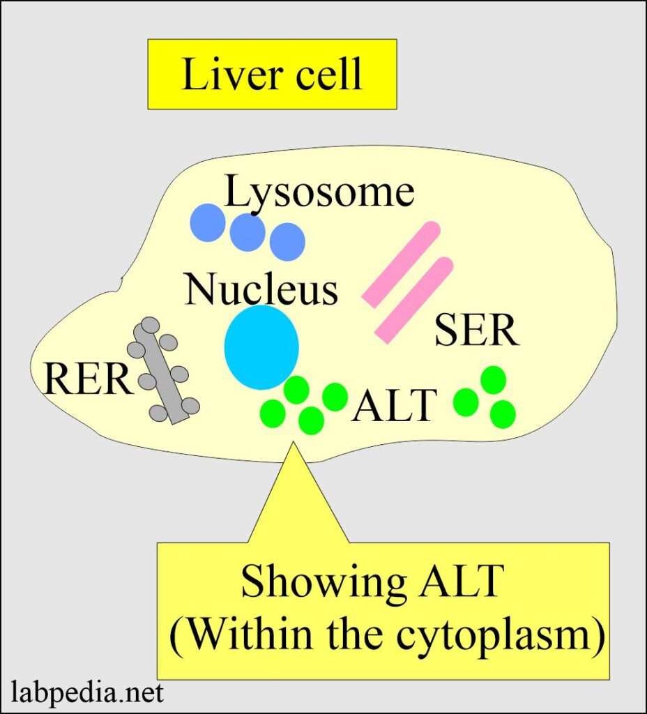 SGPT (Serum Glutamic-Pyruvic Transaminase), ALT (Alanine...