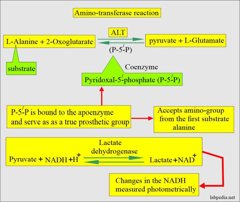 SGPT (Serum Glutamic-Pyruvic Transaminase), ALT (Alanine...