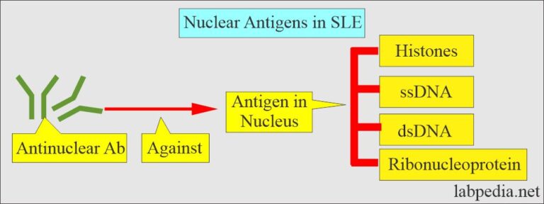 LE cell phenomenon (Lupus erythematosus cell) - Labpedia.net