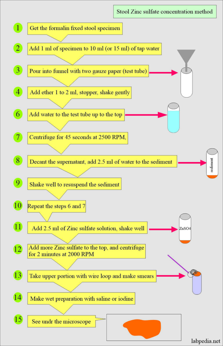 Stool Examination:- Part 2 - Stool Concentration Methods, Stains ...