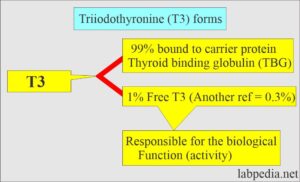 Thyroid:- Part 7 - Triiodothyronine Total, T3 Total - Labpedia.net