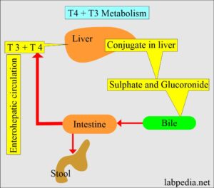 Thyroid:- Part 1 - Thyroid Function Tests (Thyroid Hormones) T4, T3 ...