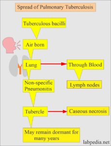 Mycobacterium Tuberculosis:- Part 4 - AFB Stain (Acid Fast Bacilli ...