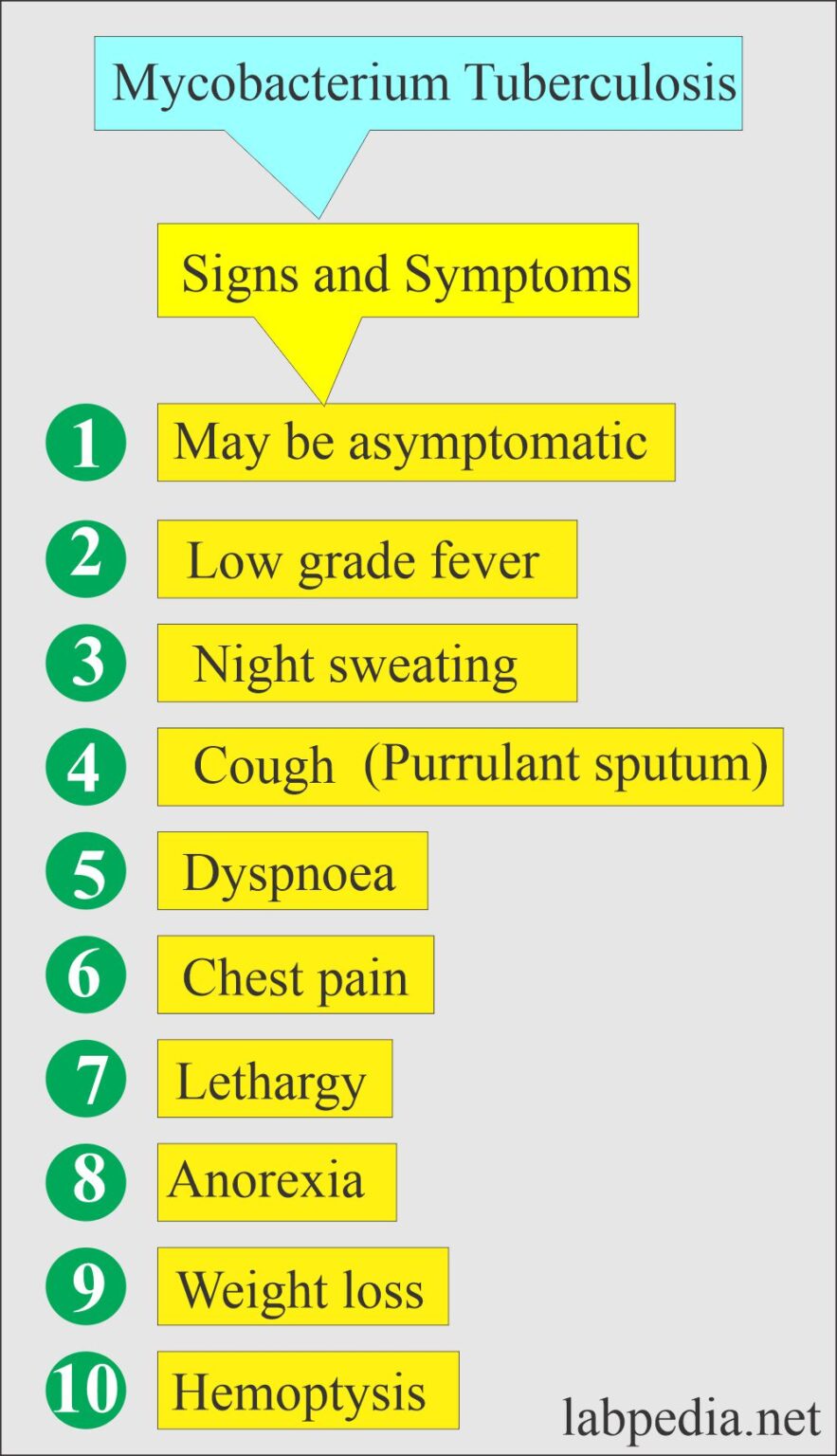 Mycobacterium Tuberculosis:- Part 4 - AFB Stain (Acid Fast Bacilli ...