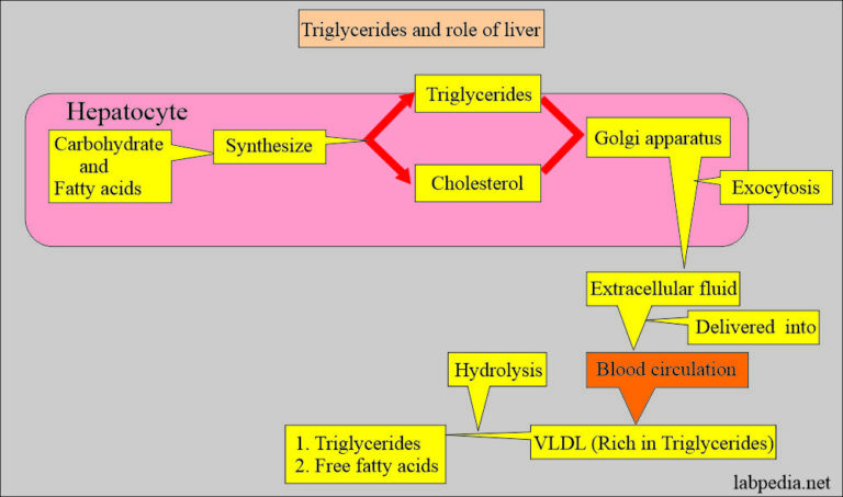 Lipoprotein:- Part 5 - Triglycerides (TG) - Labpedia.net