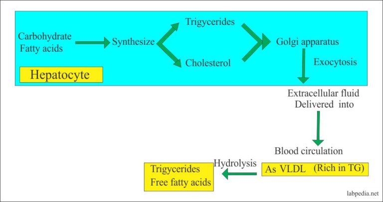 Lipoprotein – Part 5 – Triglycerides (TG) – Labpedia.net