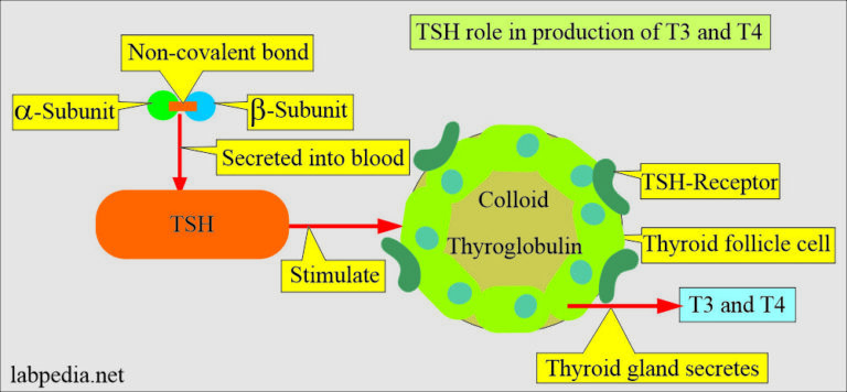Thyroid:- Part 2 - Thyroid-Stimulating Hormone (TSH), Thyrotropin - Labpedia.net
