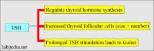 Thyroid:- Part 2 - TSH (Thyroid-Stimulating Hormone), Thyrotropin ...