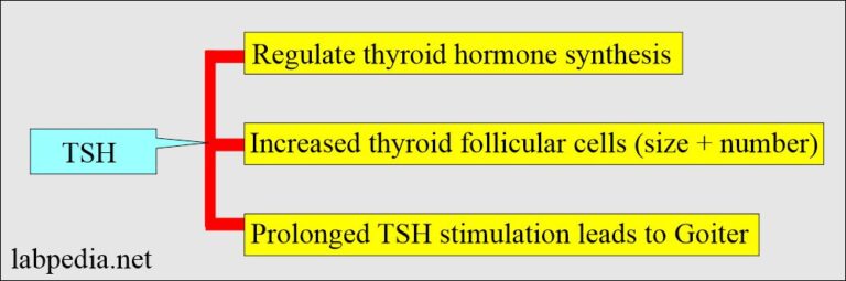 Thyroid:- Part 1 - Thyroid Function Tests (Thyroid Hormones) T4, T3 ...