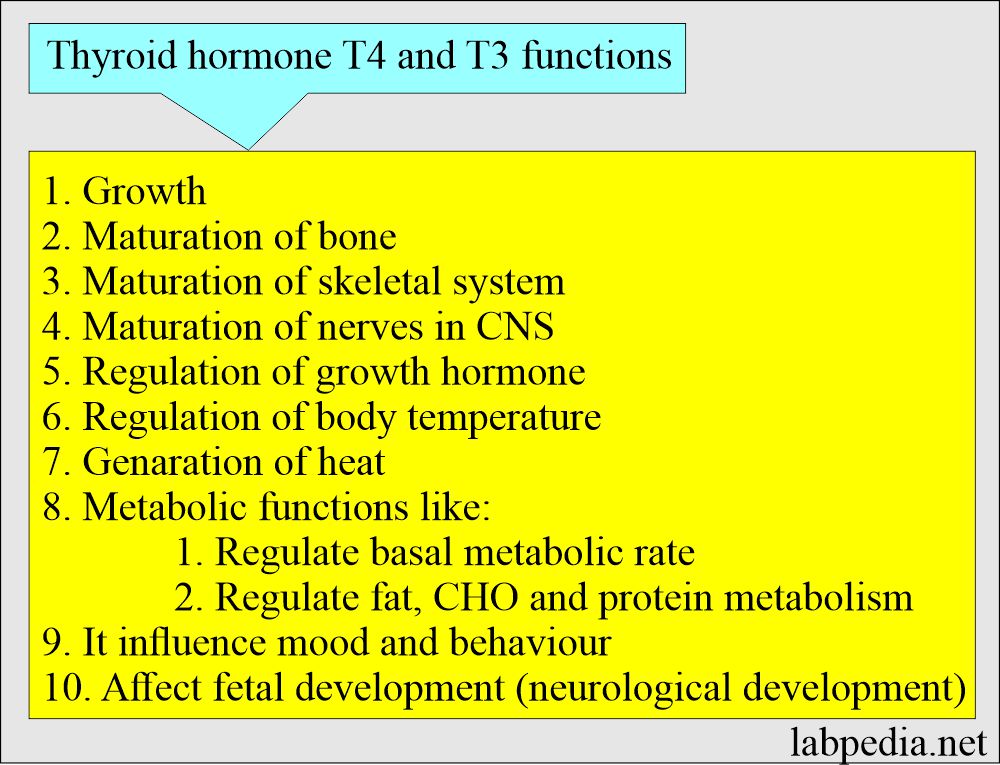 Thyroid Part 5 Thyroxine Total T4 Total Labpedia Thyroid Part 5 Thyroxine Total T4 Total Labpedia