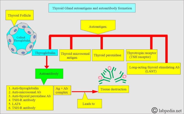 Anti-Thyroid Antibodies - Labpedia.net