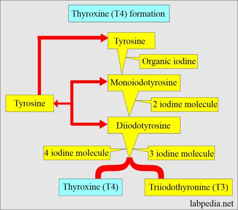 Thyroid:- Part 5 - Thyroxine Total, T4 - Labpedia.net