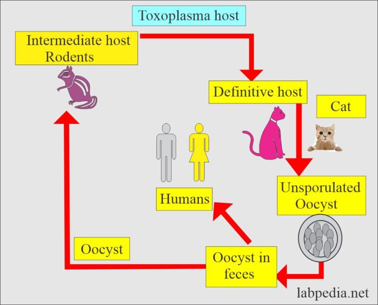 TORCH Profile:- Part 4 - Toxoplasmosis (Toxoplasma gondii) - Labpedia.net