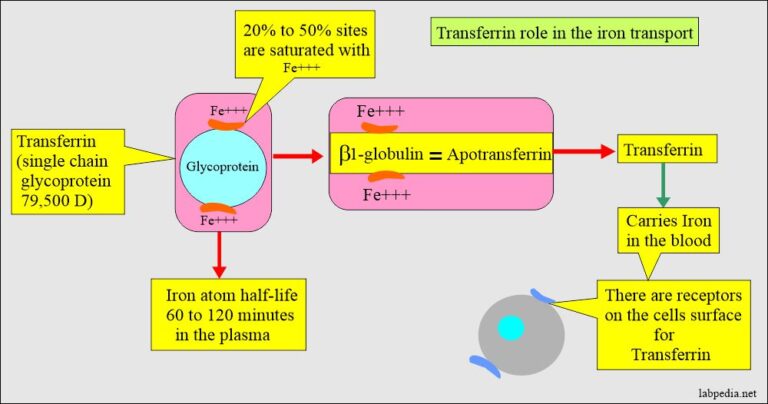 Anemia:- Part 2 - Iron Deficiency Anemia, Microcytic and hypochromic ...
